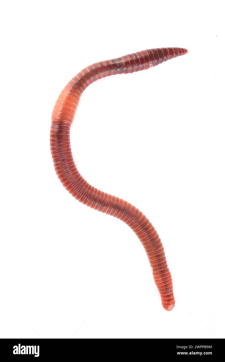 earth worm isolated on white background Stock Photo - Alamy