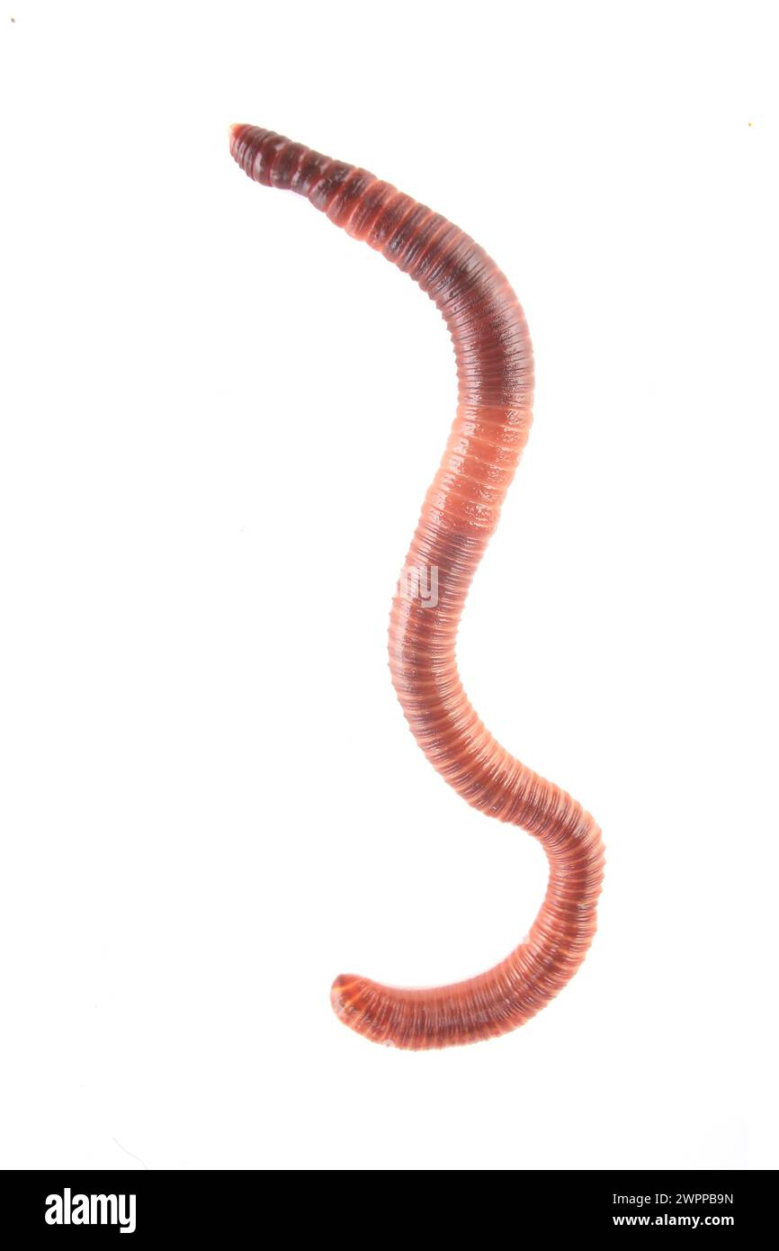 Earth worm and grass Cut Out Stock Images & Pictures - Alamy