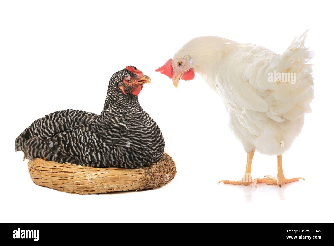 Grey and white hen hi-res stock photography and images - Alamy