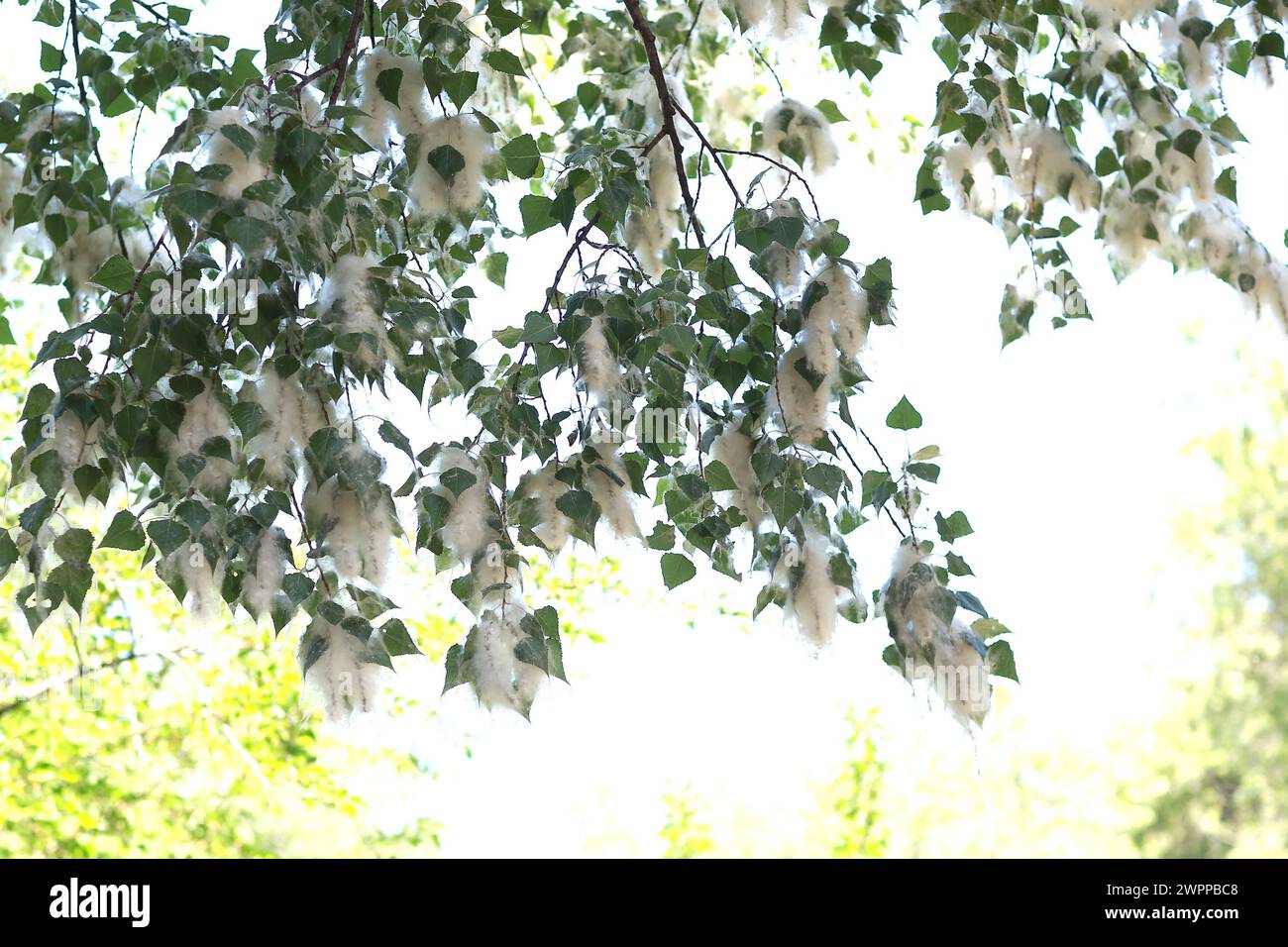 Poplar tree covered by white fluff Stock Photo - Alamy