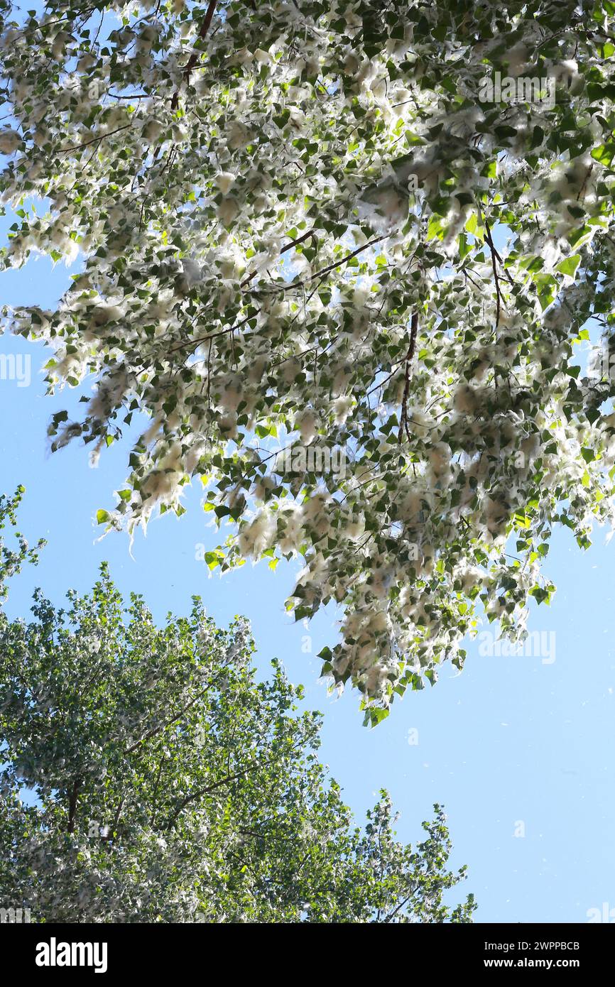Poplar tree covered by white fluff Stock Photo - Alamy