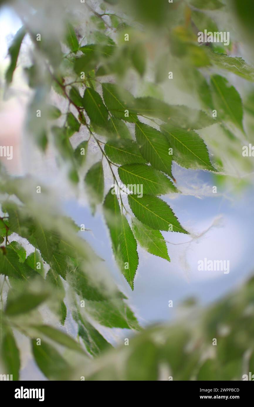 Poplar tree covered by white fluff Stock Photo - Alamy