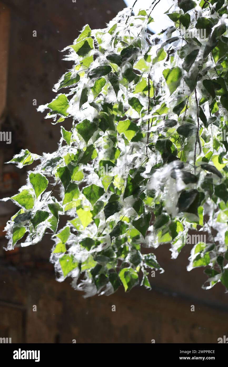 Poplar tree covered by white fluff Stock Photo - Alamy