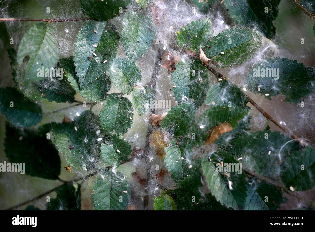 Poplar tree covered by white fluff Stock Photo - Alamy