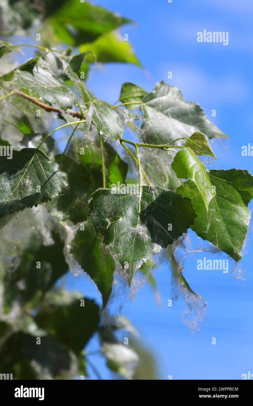 Poplar tree covered by white fluff Stock Photo - Alamy