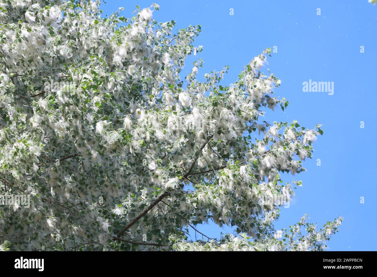 Poplar tree covered by white fluff Stock Photo - Alamy