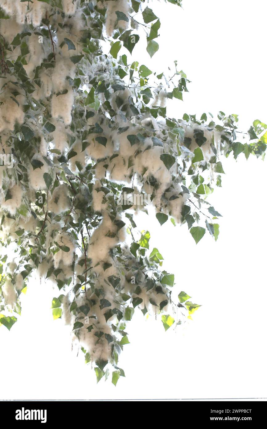 Poplar tree on a white background Stock Photo - Alamy