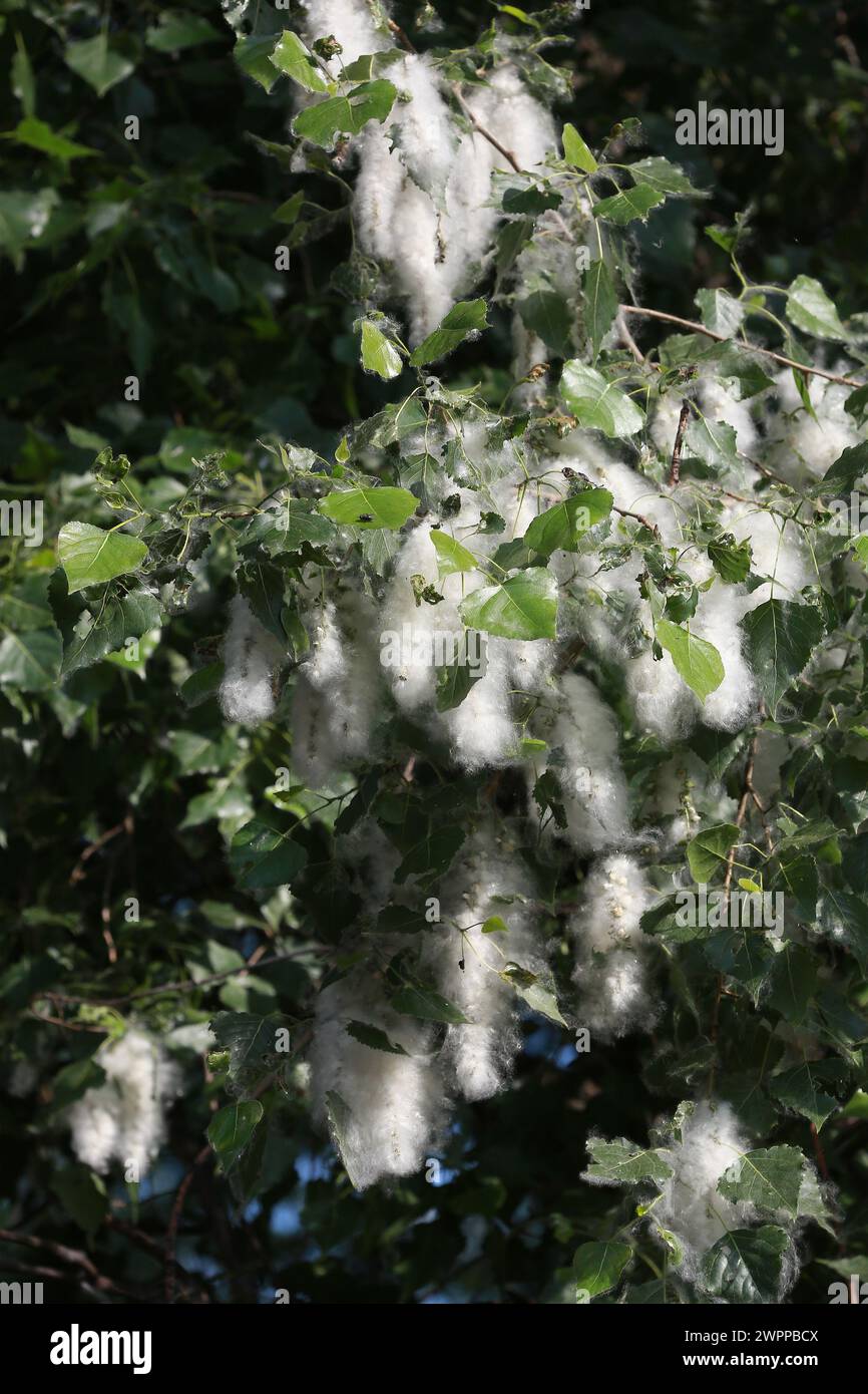 Poplar tree covered by white fluff Stock Photo - Alamy