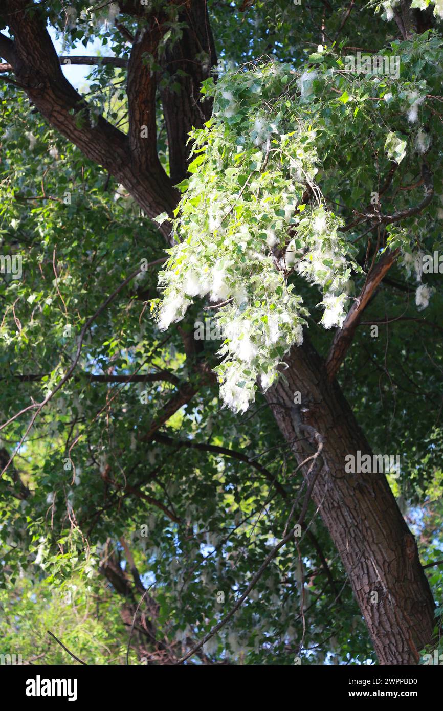 Poplar tree covered by white fluff Stock Photo - Alamy