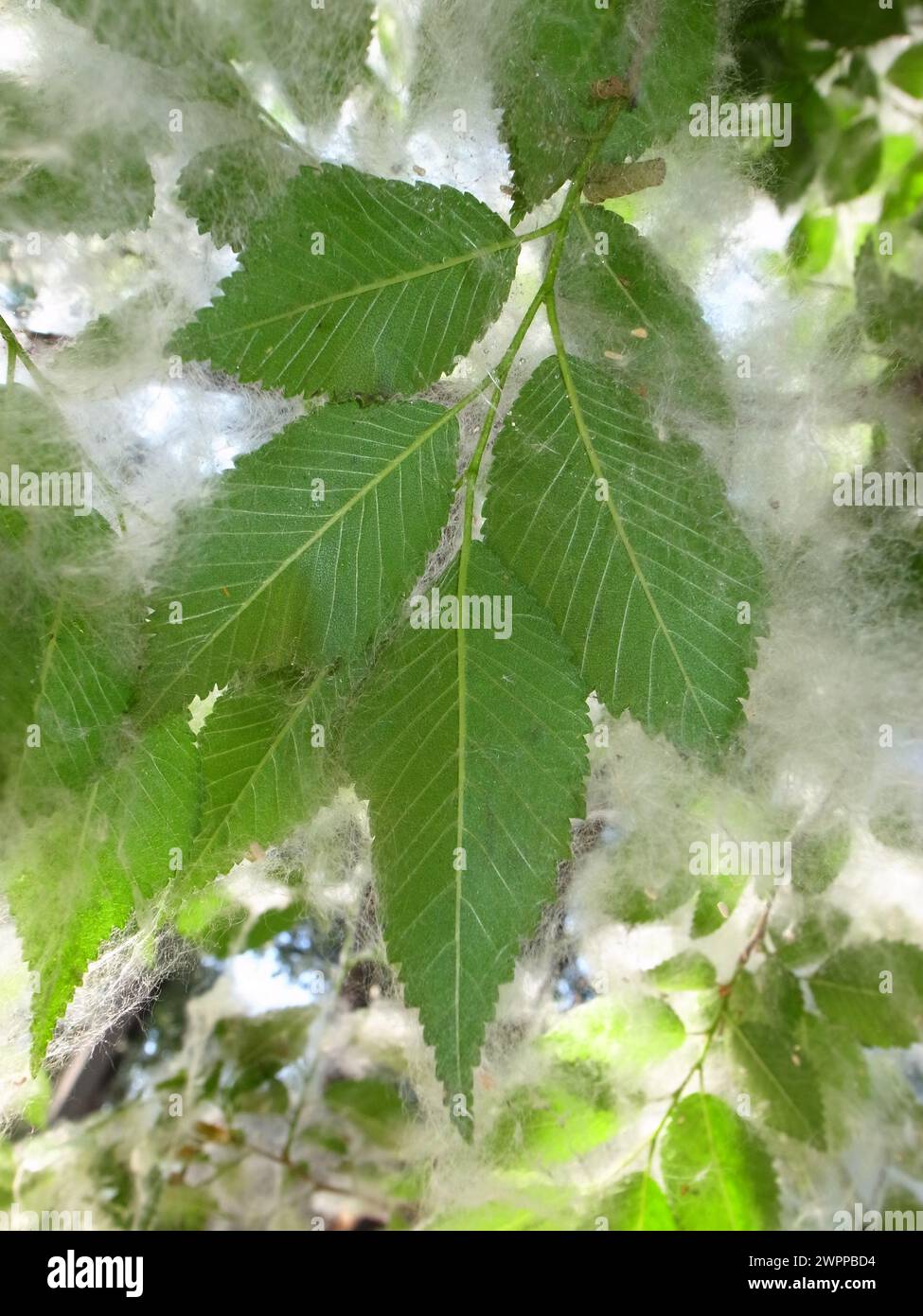 Poplar tree covered by white fluff Stock Photo - Alamy