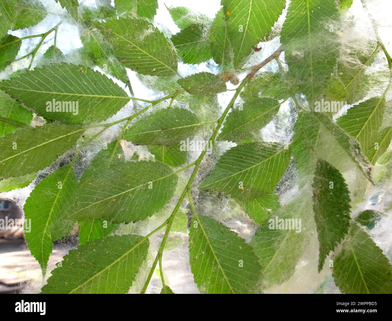 Poplar tree covered by white fluff Stock Photo - Alamy