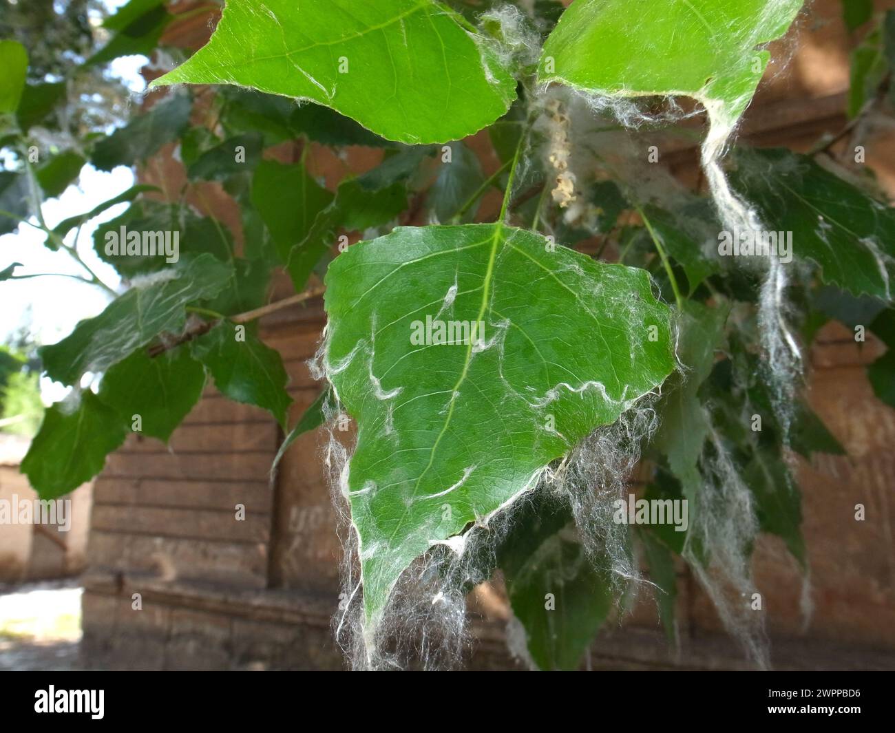 Poplar tree covered by white fluff Stock Photo - Alamy