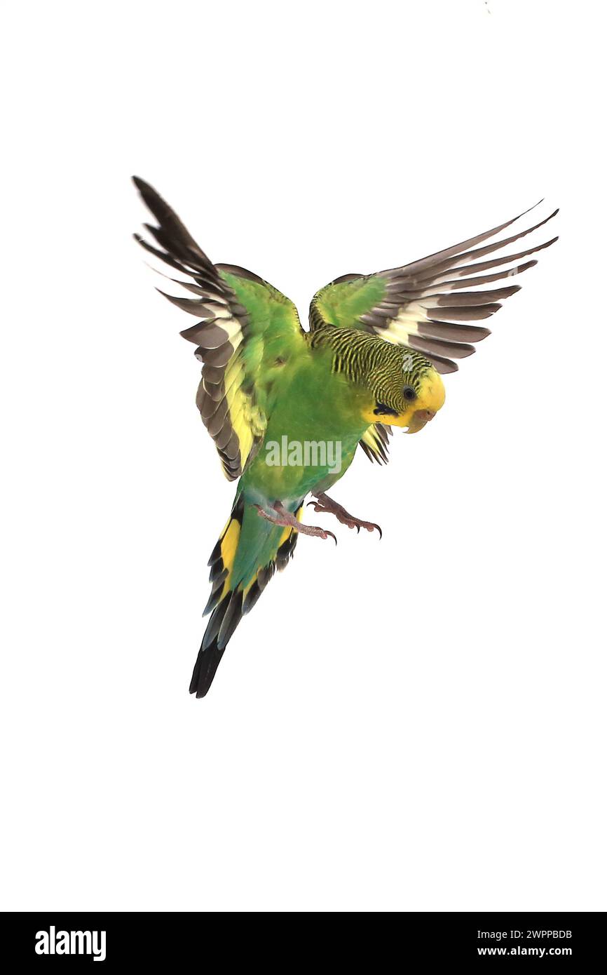take-off of a parrot on a white background Stock Photo - Alamy