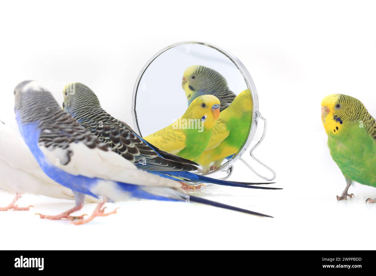 parrot reflected in a mirror Stock Photo - Alamy