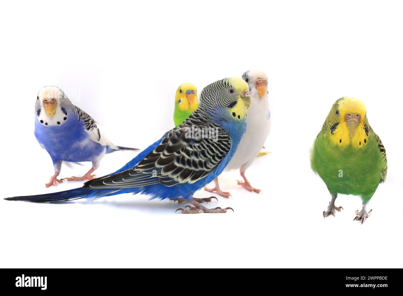blue budgie isolated on white background Stock Photo - Alamy