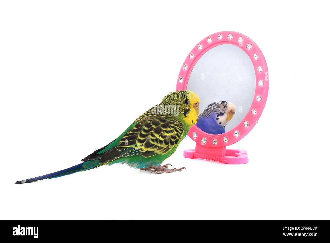 green parrot reflected in a mirror Stock Photo - Alamy