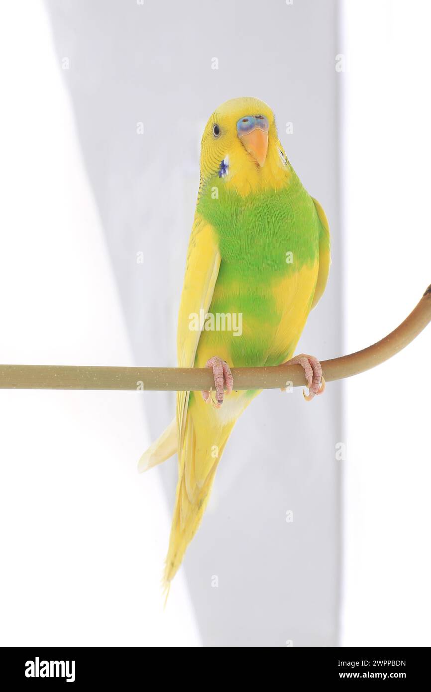 yellow budgie isolated on white background Stock Photo - Alamy