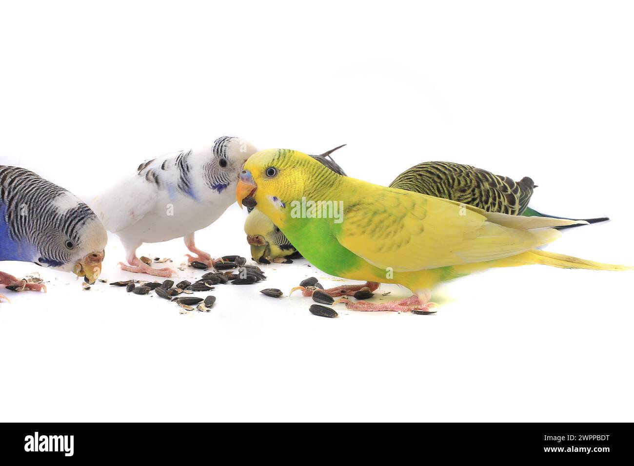 parrot eat a forage for birds Stock Photo - Alamy