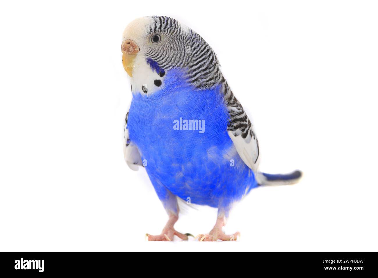 blue budgie isolated on white background Stock Photo - Alamy