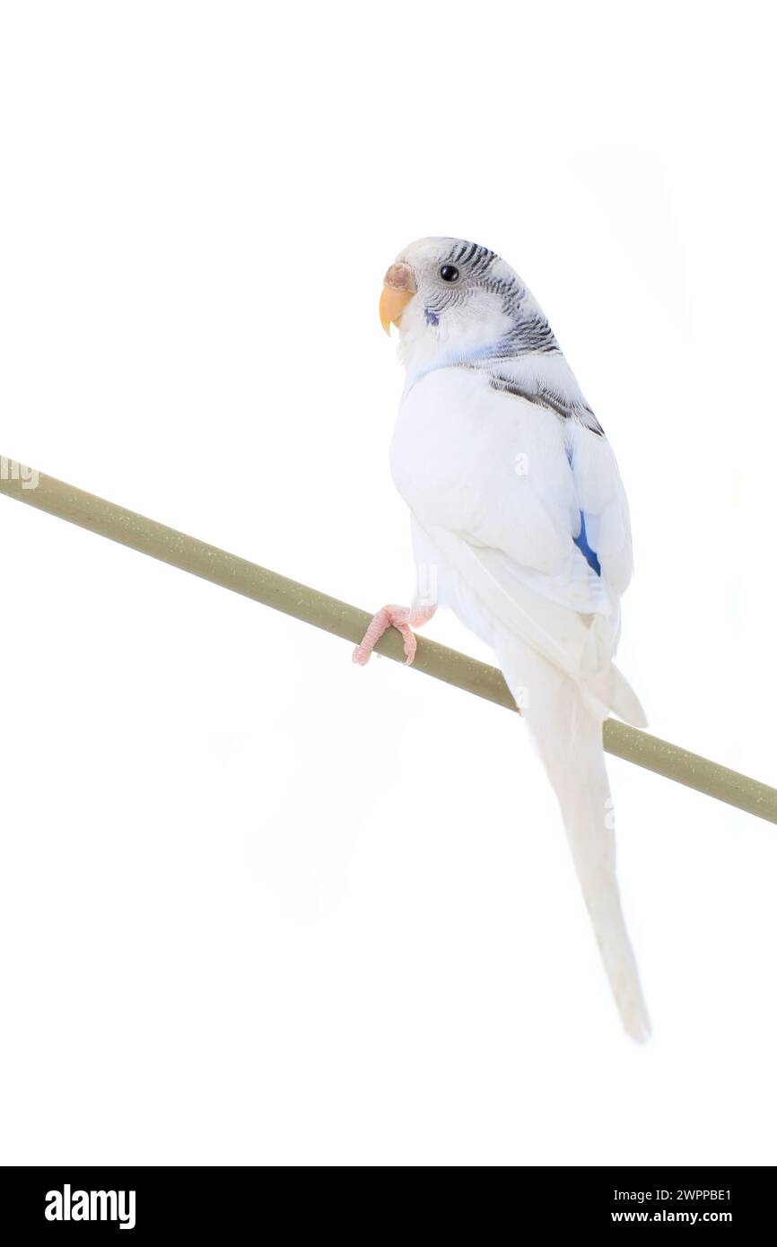 White budgie isolated on white background Stock Photo - Alamy