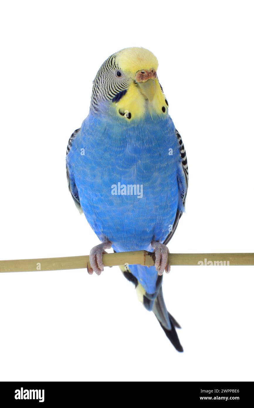 blue budgie isolated on white background Stock Photo - Alamy