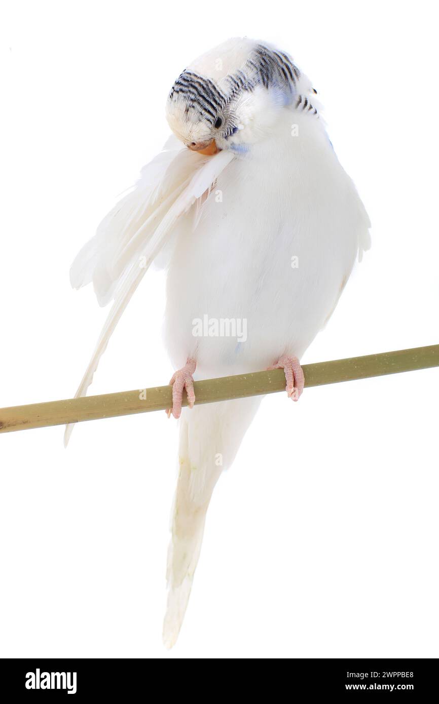 White budgie isolated on white background Stock Photo - Alamy