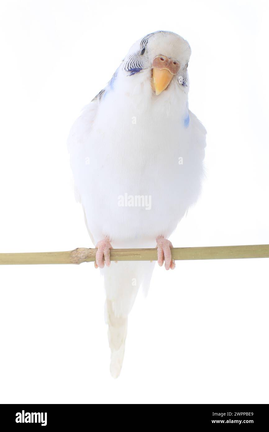 White budgie isolated on white background Stock Photo - Alamy