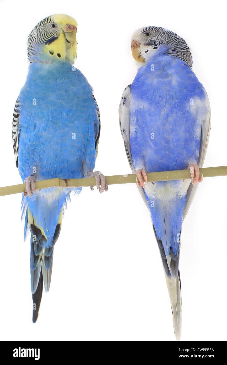 blue budgie isolated on white background Stock Photo - Alamy