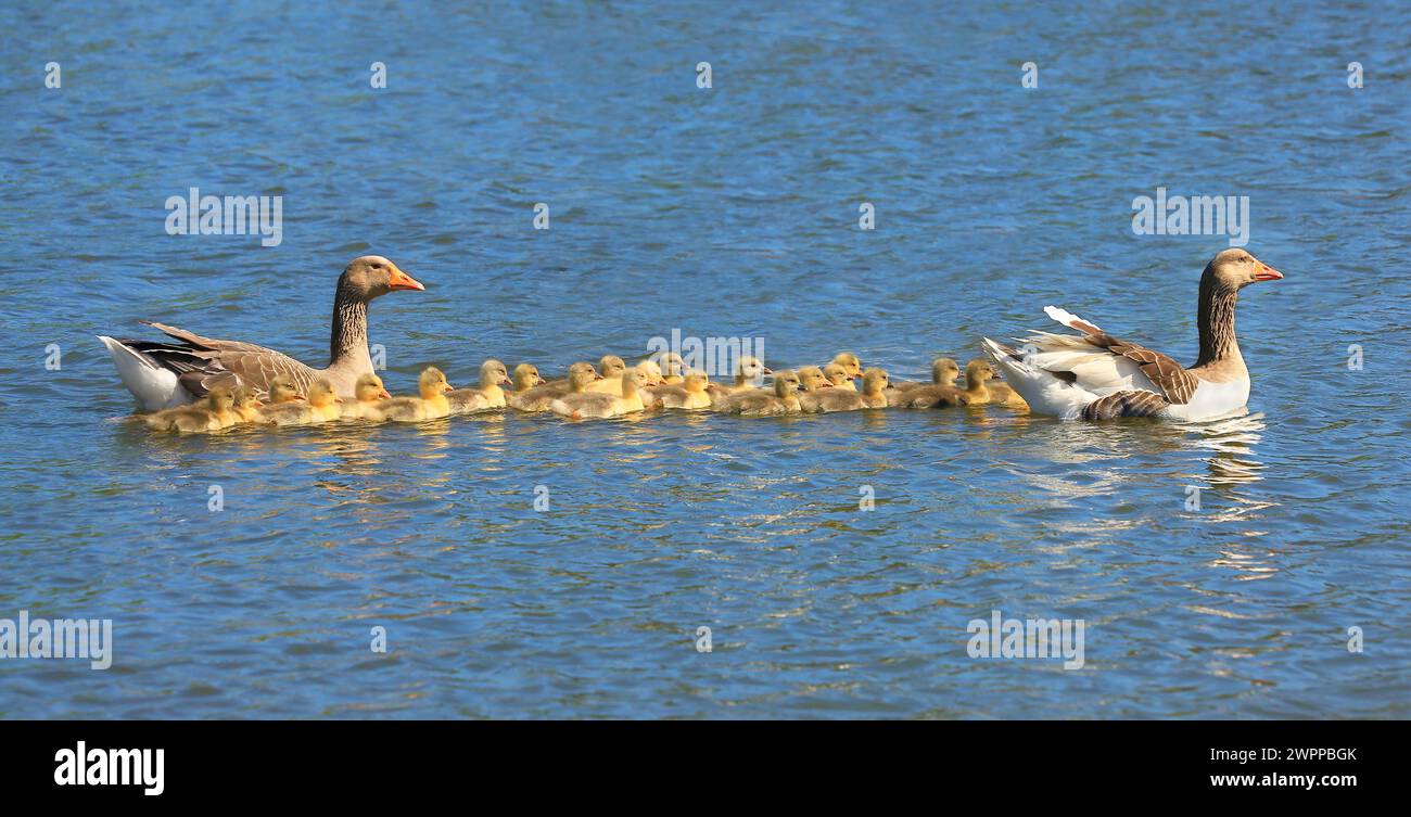 River chickens hi-res stock photography and images - Alamy