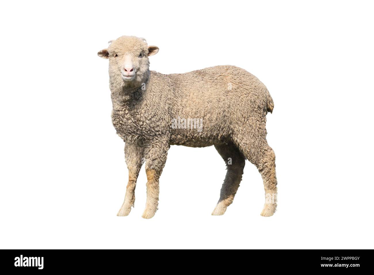 sheep isolated on white background Stock Photo - Alamy
