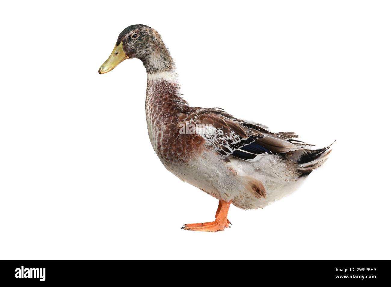 duck on a white background Stock Photo - Alamy