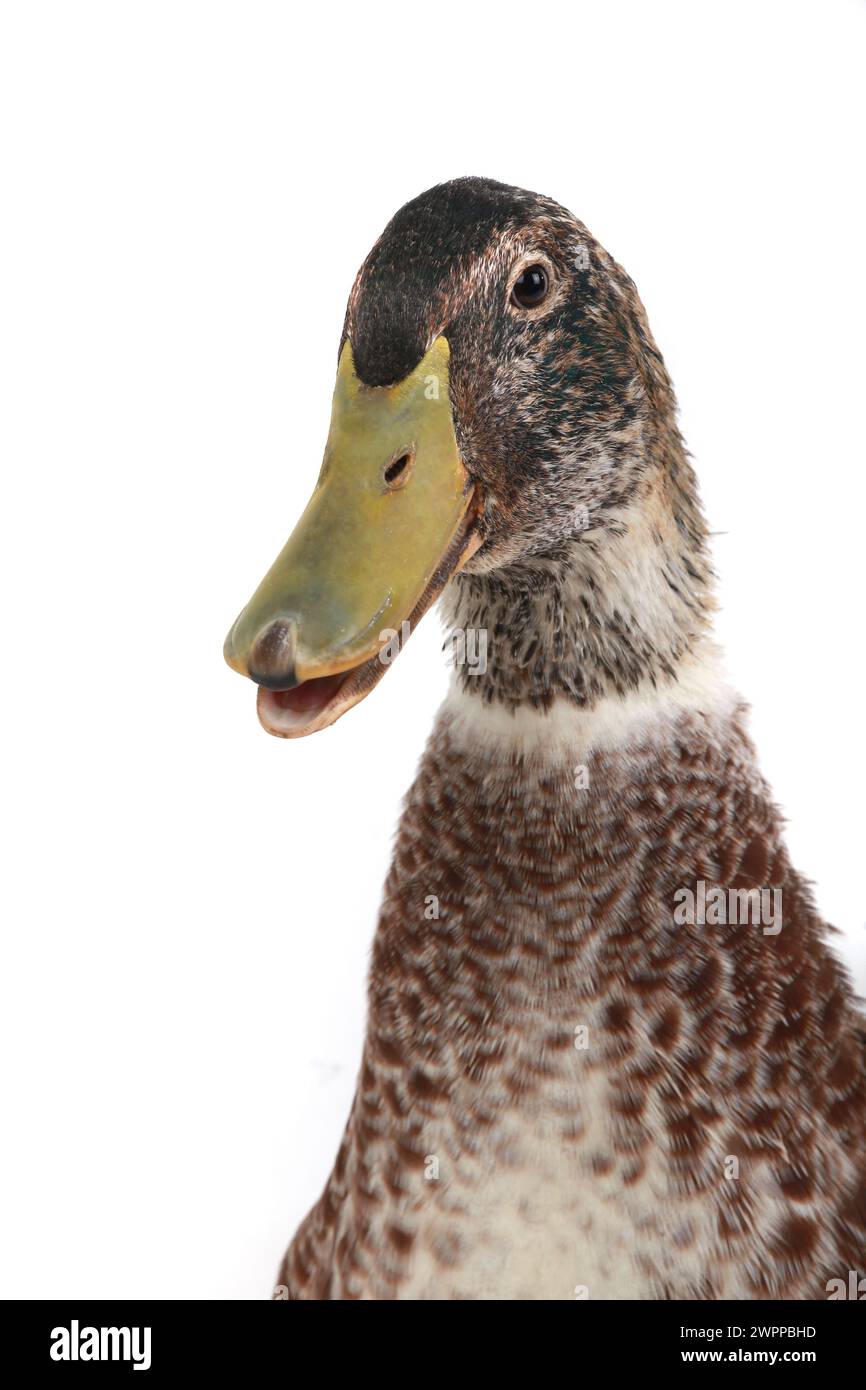 portrait duck on a white background Stock Photo - Alamy