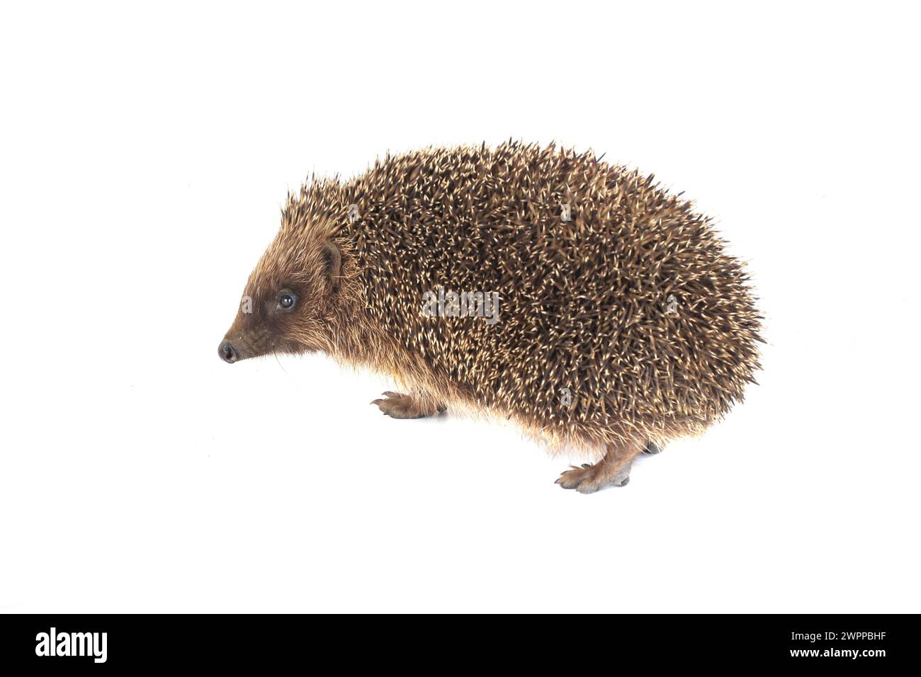hedgehog isolated on white background Stock Photo - Alamy
