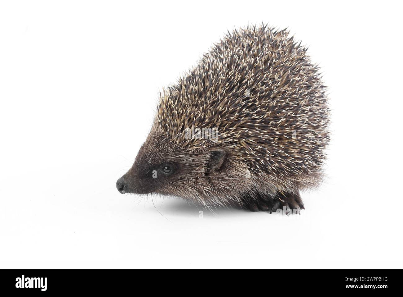 hedgehog isolated on white background Stock Photo - Alamy