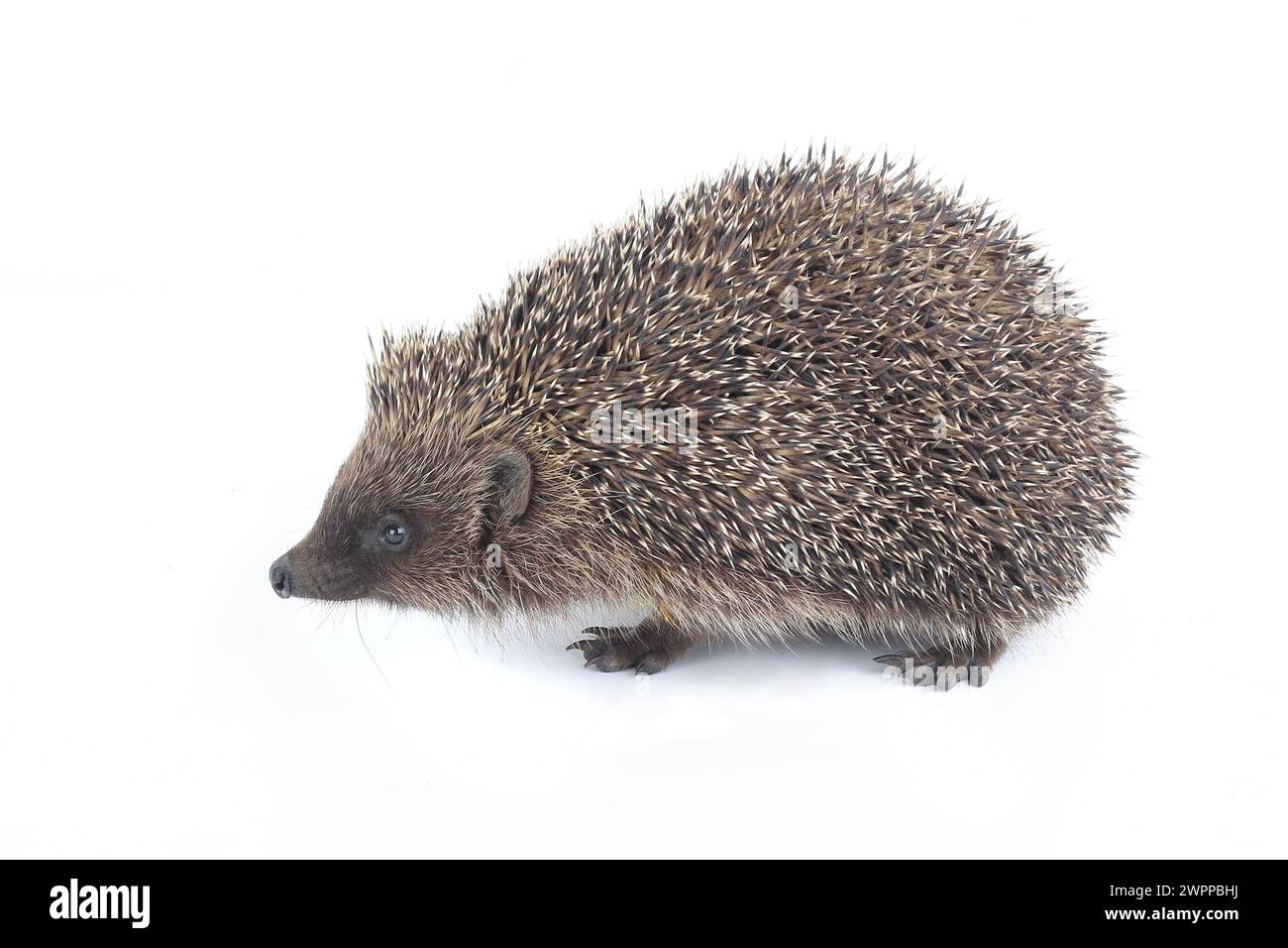 hedgehog isolated on white background Stock Photo - Alamy