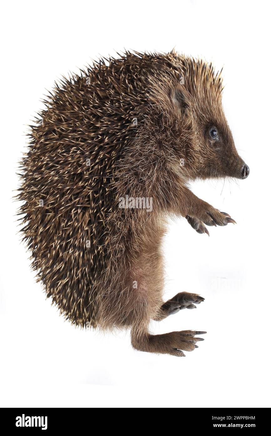hedgehog isolated on white background Stock Photo - Alamy