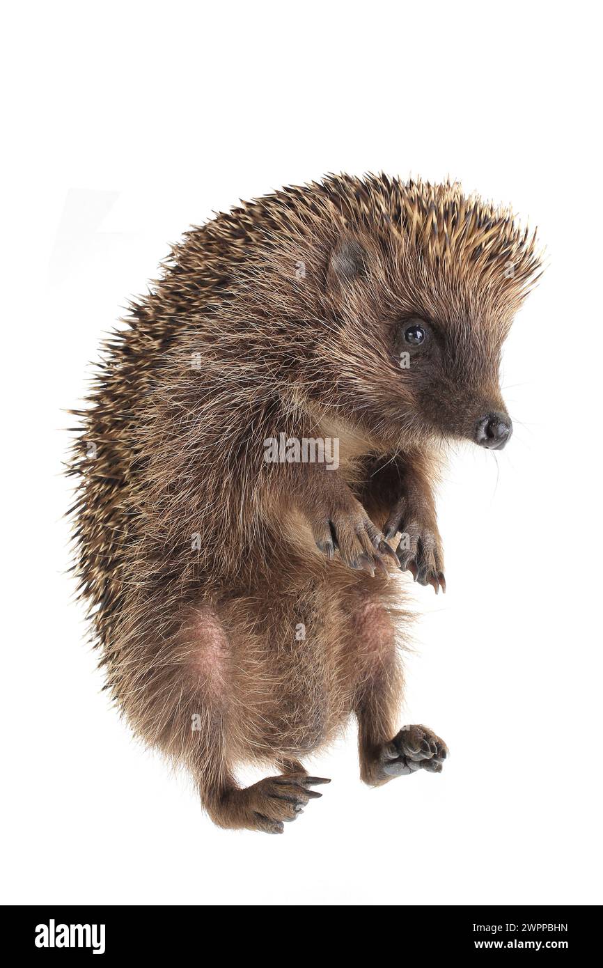 hedgehog isolated on white background Stock Photo - Alamy