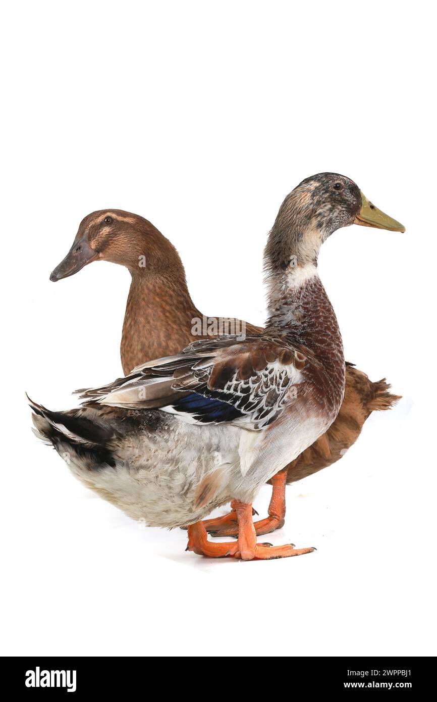 two duck on a white background Stock Photo - Alamy