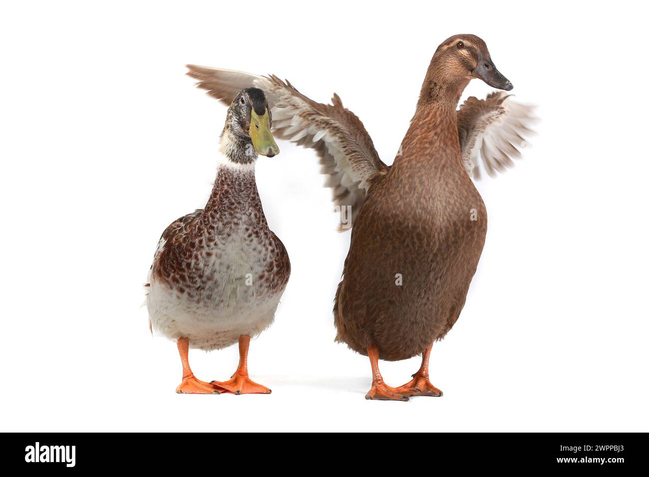 two duck on a white background Stock Photo - Alamy