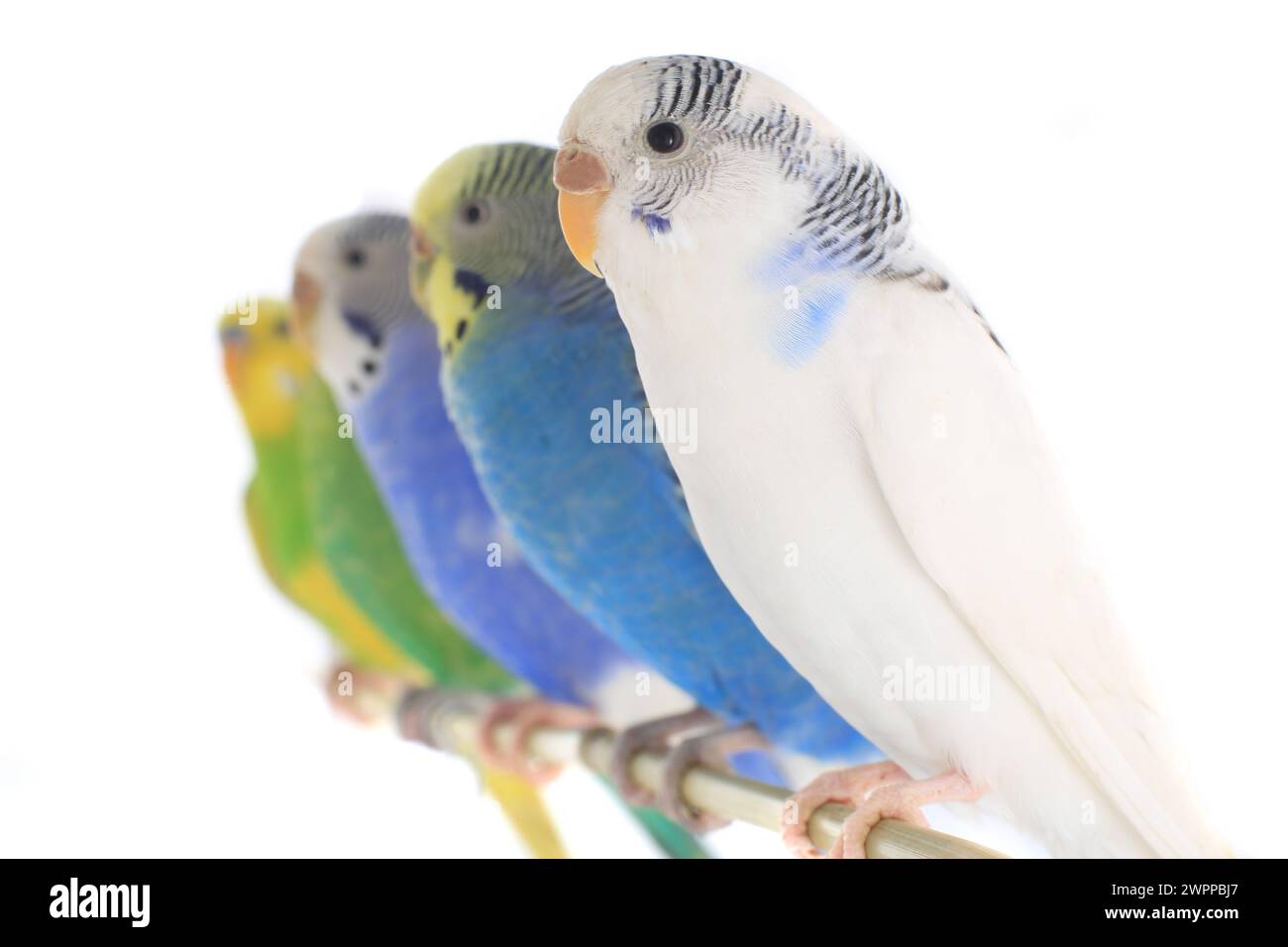 budgerigars australian parakeets isolated on white background Stock ...
