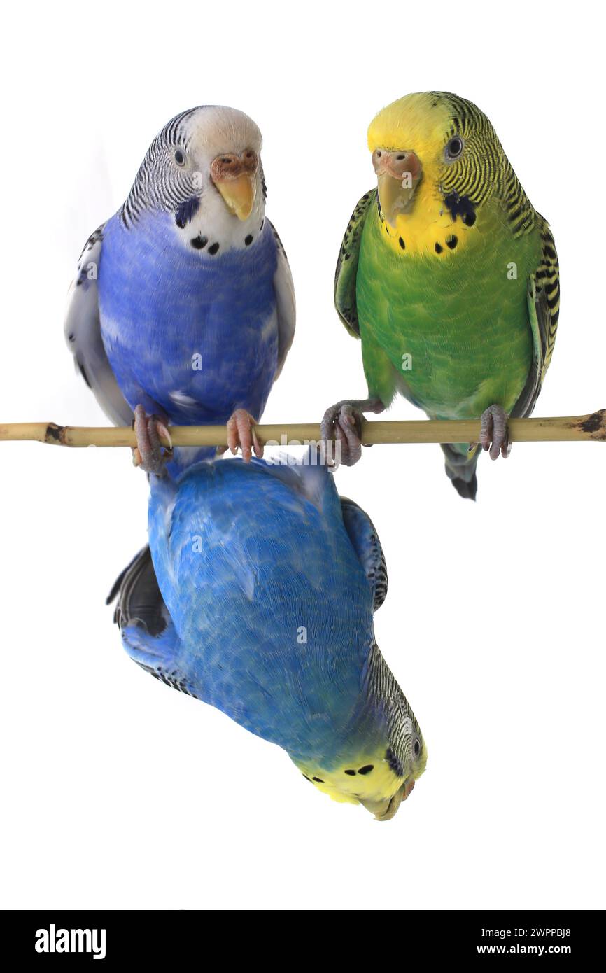 budgerigars australian parakeets isolated on white background Stock ...