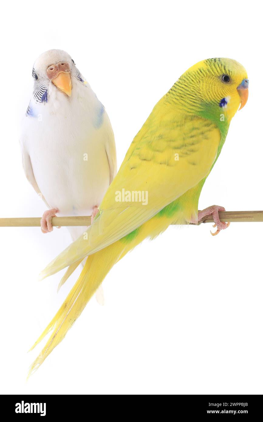 budgerigars australian parakeets isolated on white background Stock ...