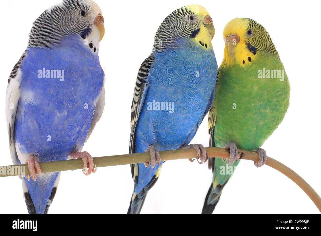 budgerigars australian parakeets isolated on white background Stock ...