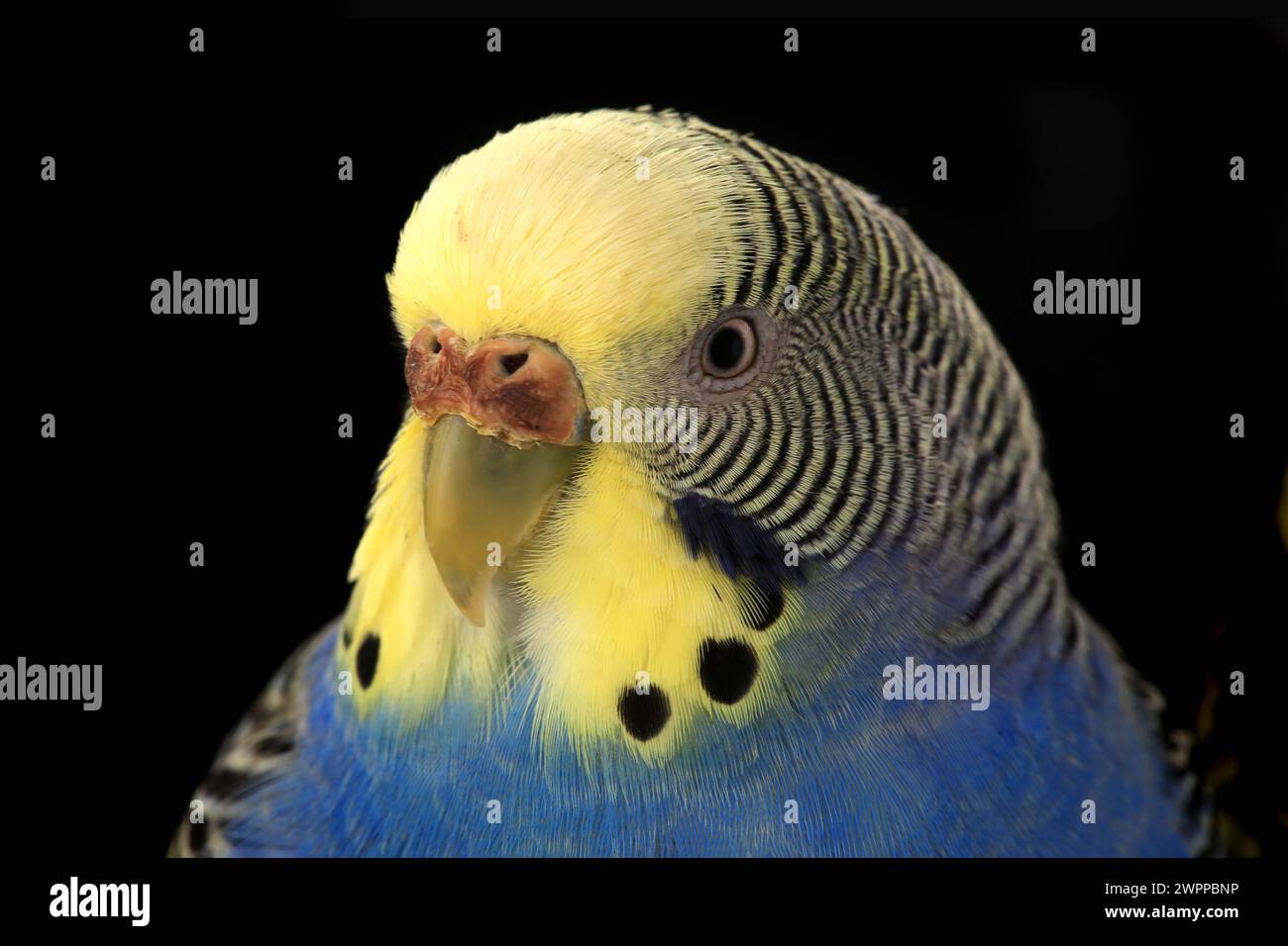 portrait budgerigars australian parakeets isolated on black background ...
