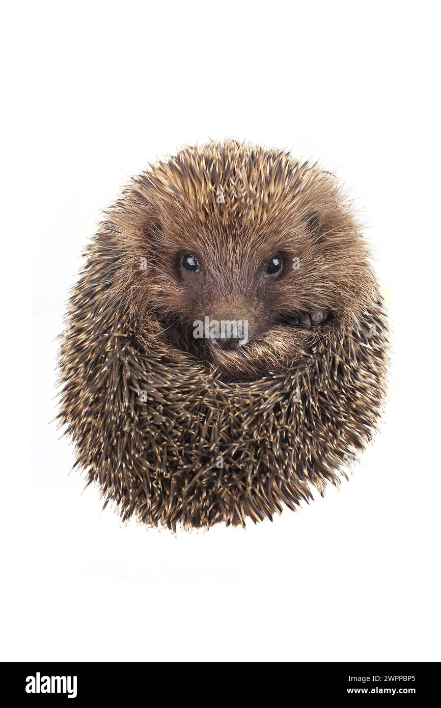 hedgehog isolated on white background Stock Photo - Alamy