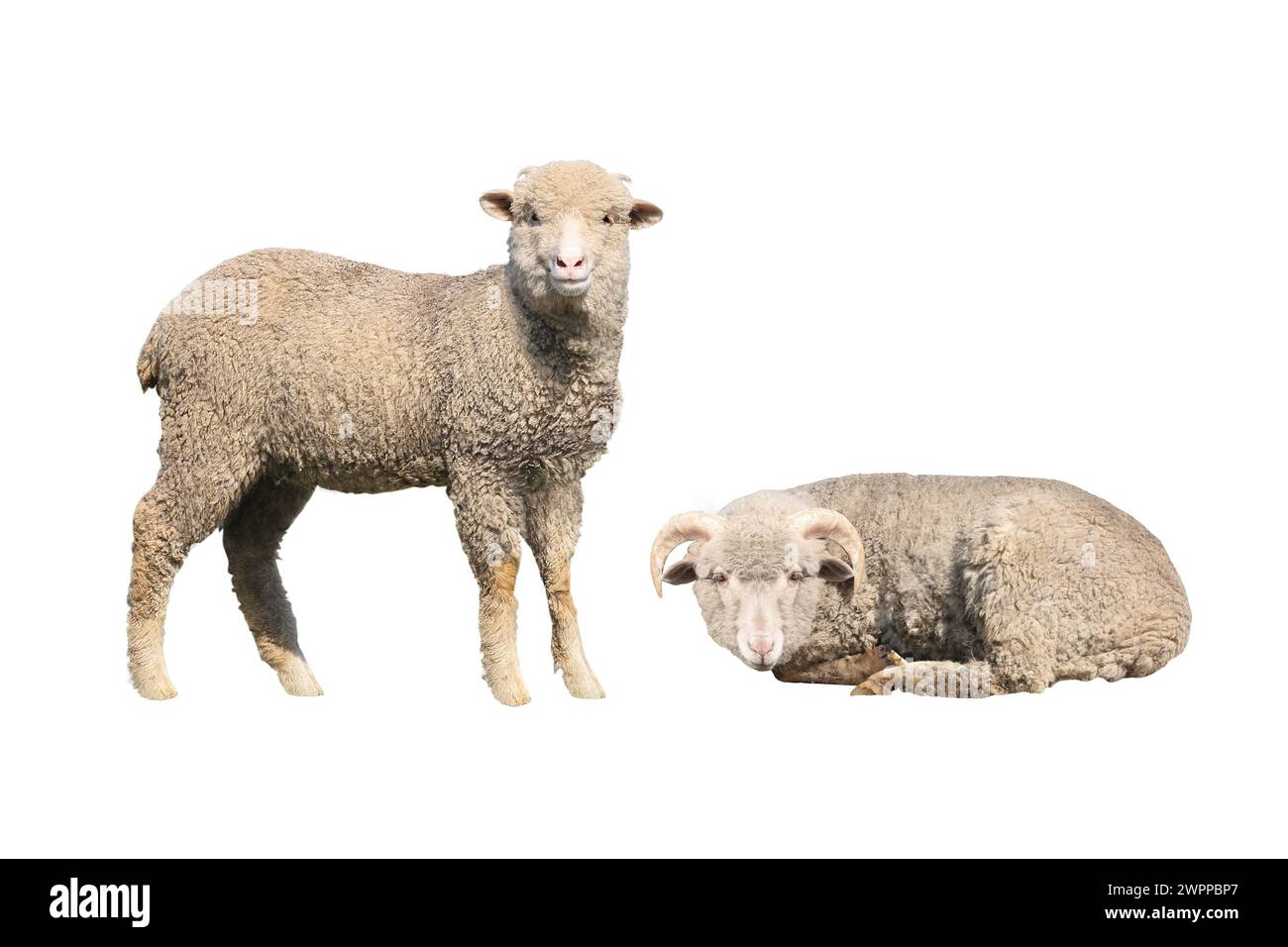 sheep isolated on white background Stock Photo - Alamy