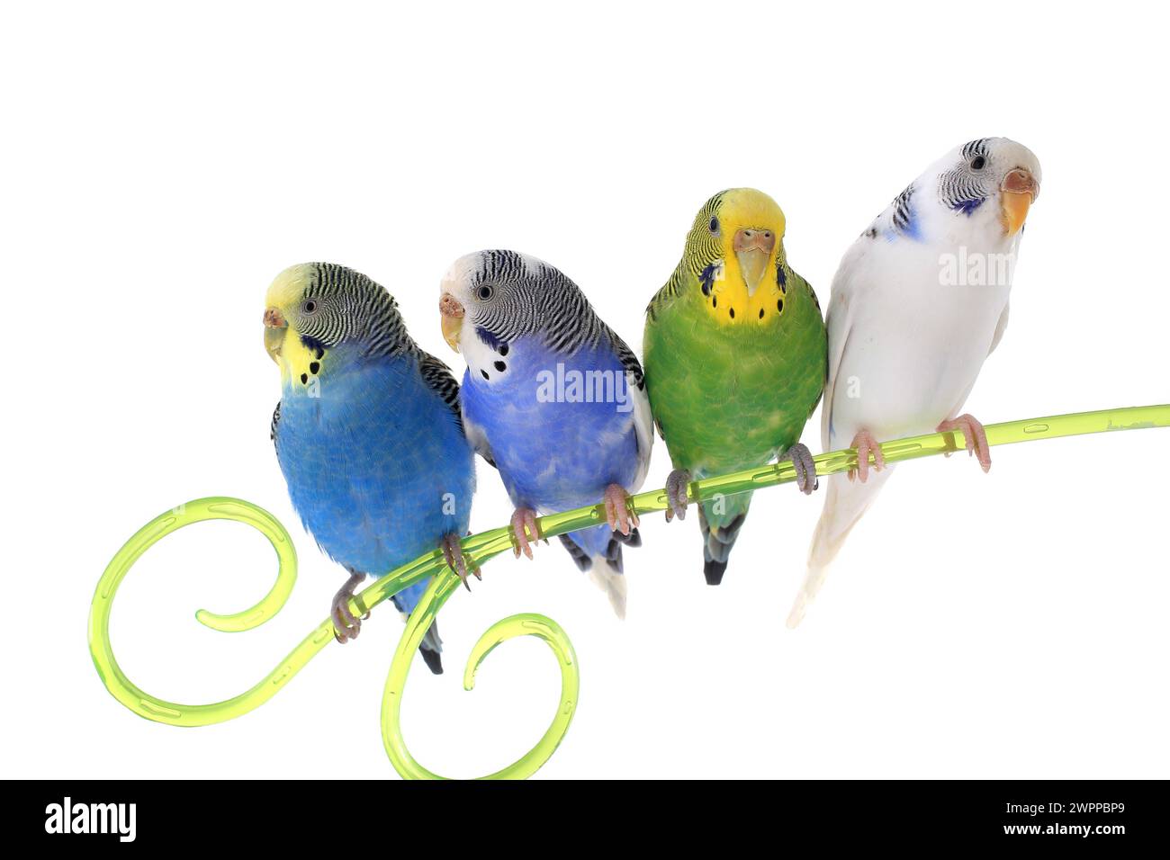 budgerigars australian parakeets isolated on white background Stock ...