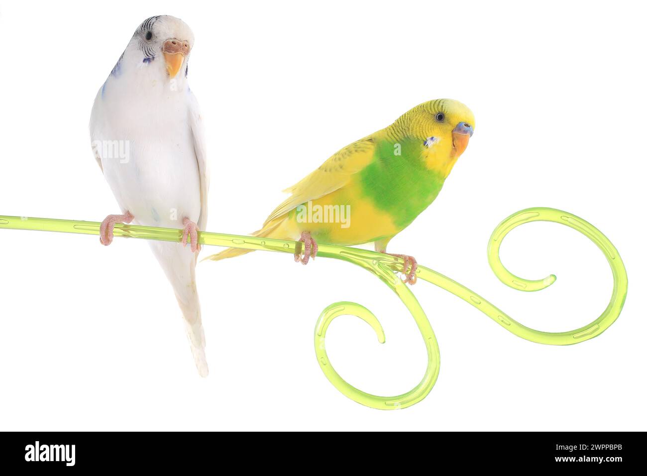 budgerigars australian parakeets isolated on white background Stock ...