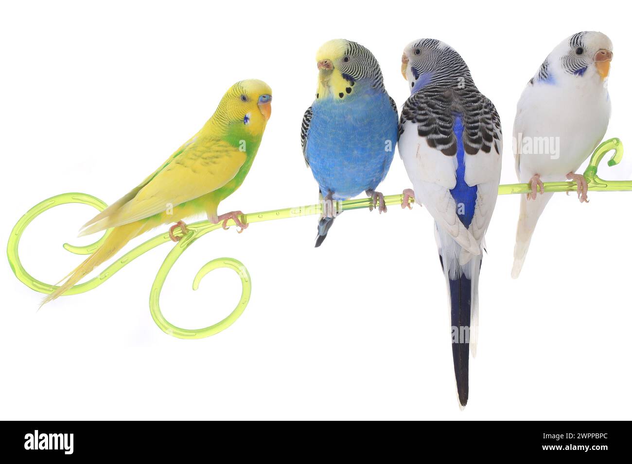 budgerigars australian parakeets isolated on white background Stock ...