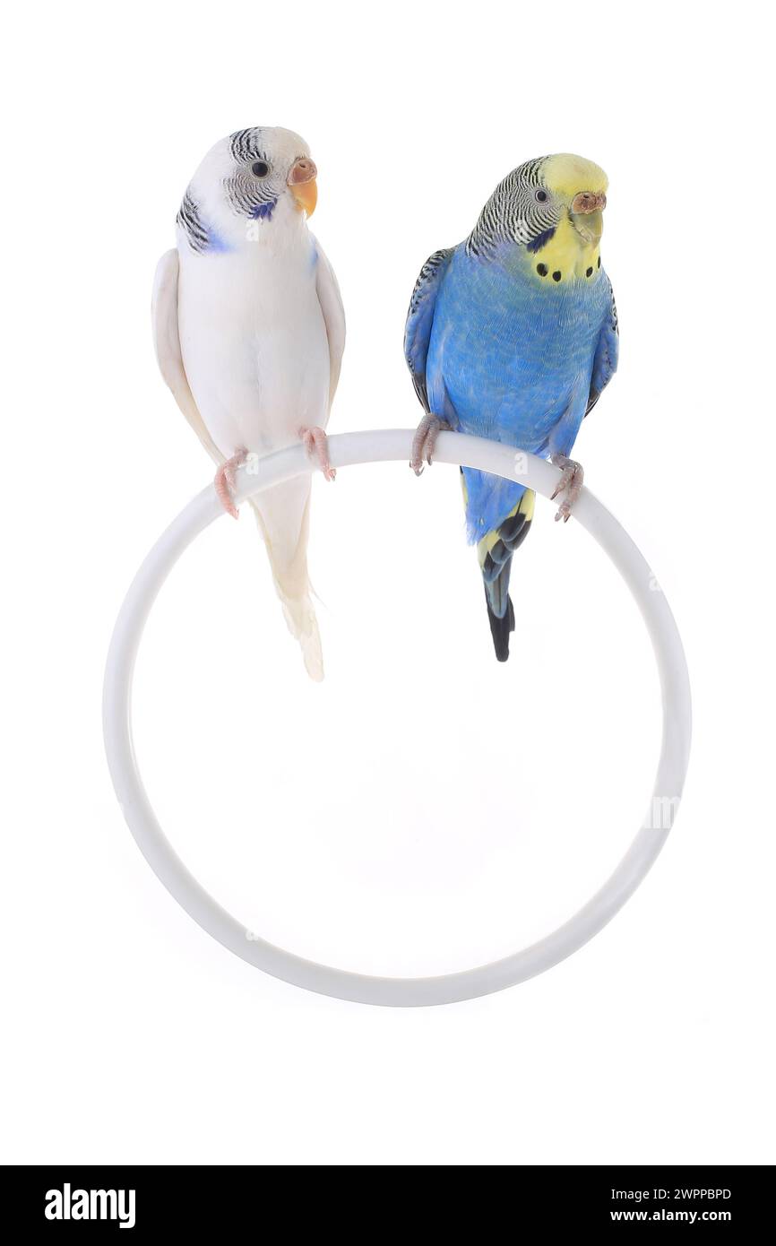 budgerigars australian parakeets isolated on white background Stock ...